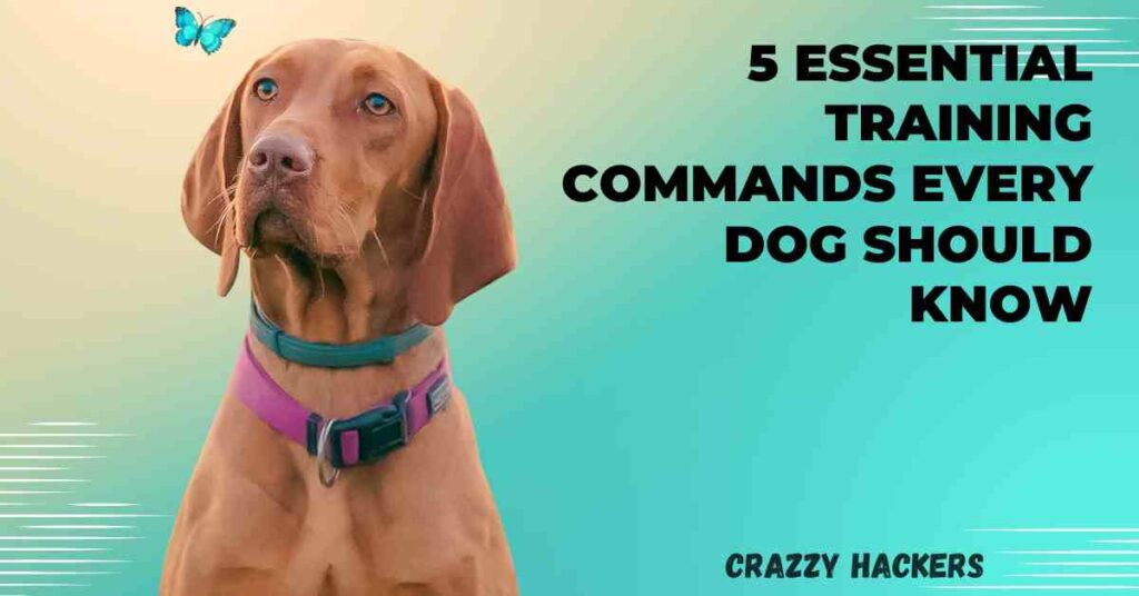 5 Essential Training Commands Every Dog Should Know
