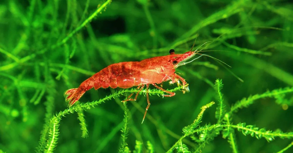 Neocaridina Shrimp Fish in Cycle: The Ultimate Guide to a Thriving Tank ...